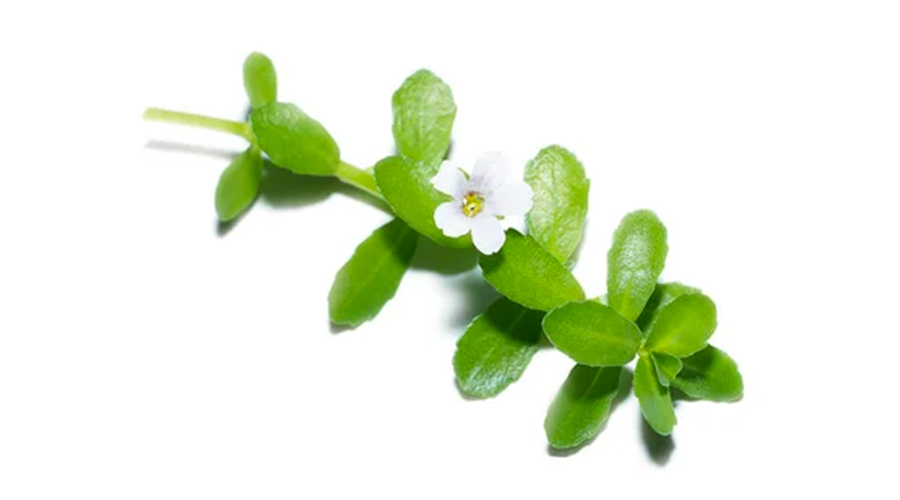 Bacopa Benefits: Natural Enhance Cognitive Function And More